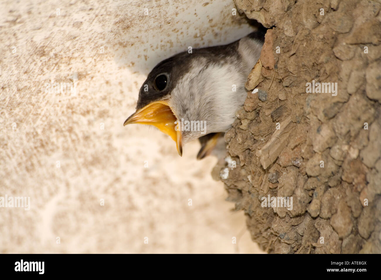 House martin uk nest feeding hi-res stock photography and images - Alamy