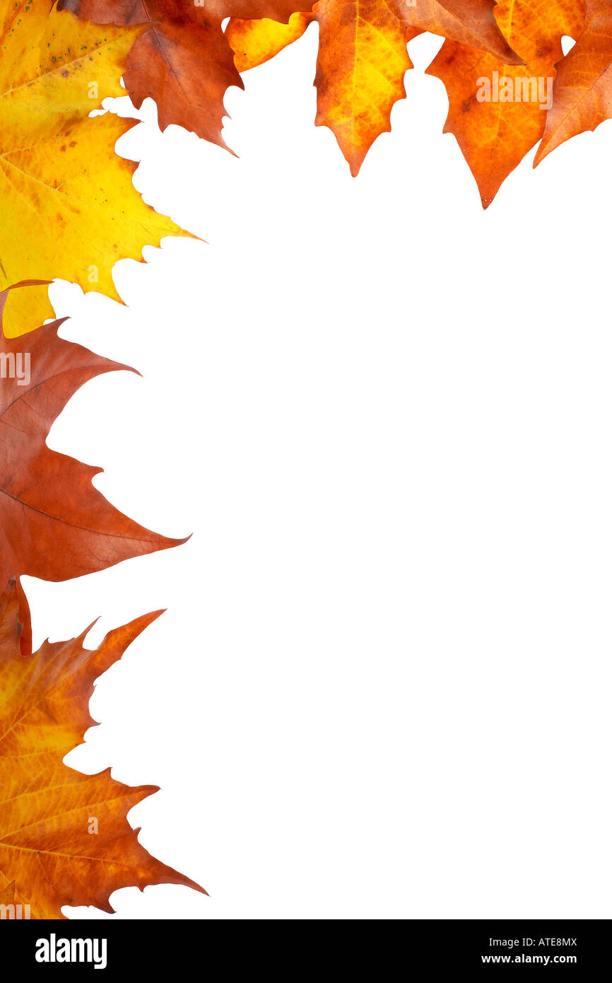 Colorful autumn corner made from leaves isolated on white background ...