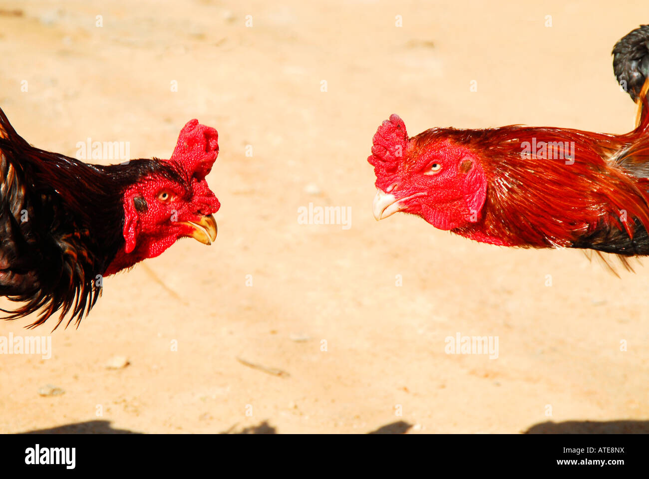 Two roosters going to fight-cockfight Stock Photo - Alamy