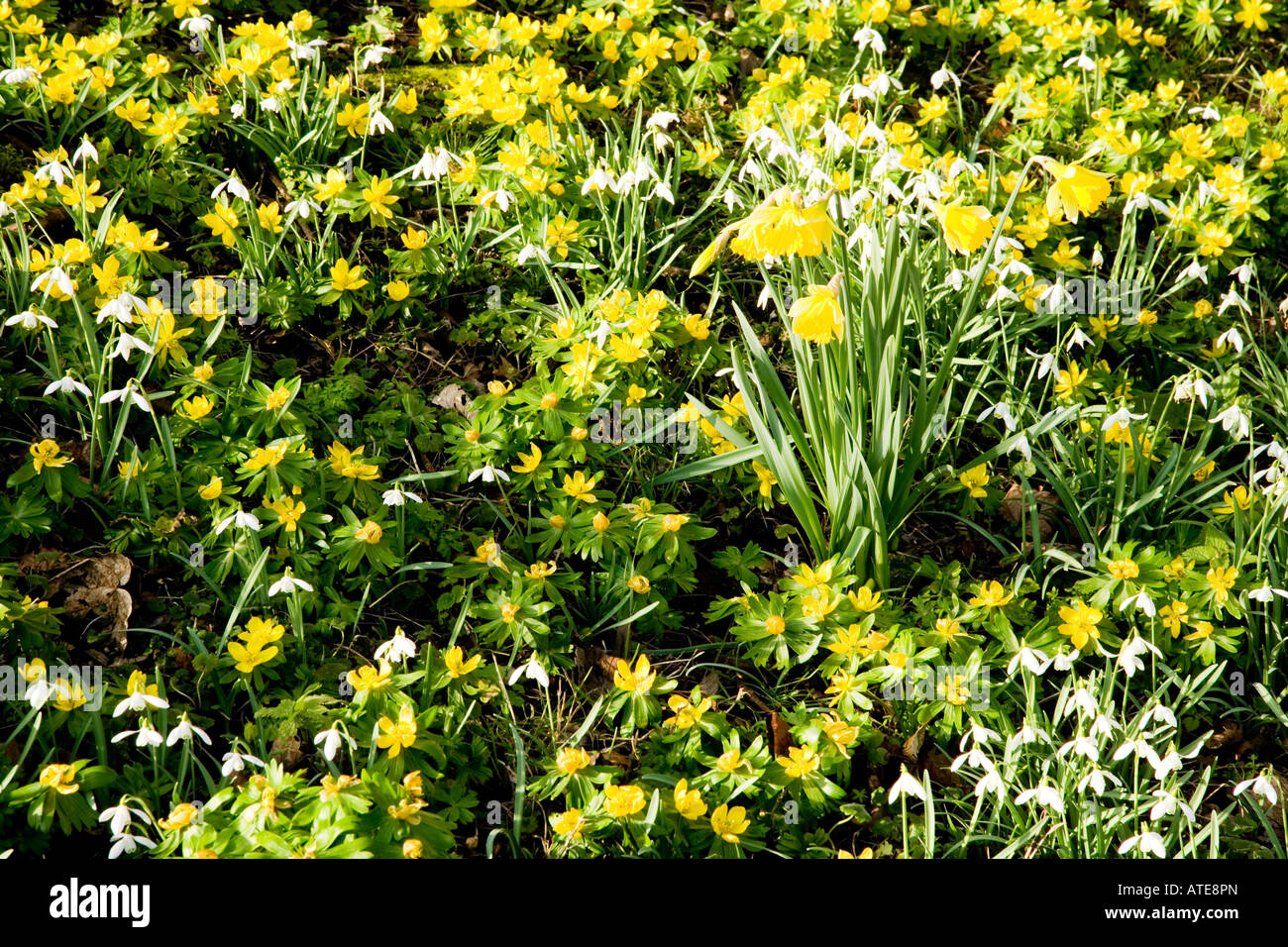 Winter Aconites Latin name:Eranthis hyemalis , Snowdrops latin name ...