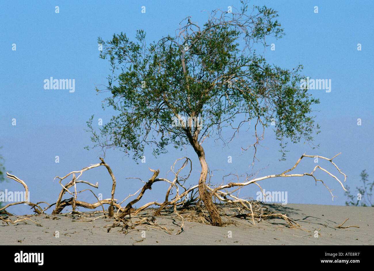Death Valley National Park - California/Nevada USA Tree growing in the ...