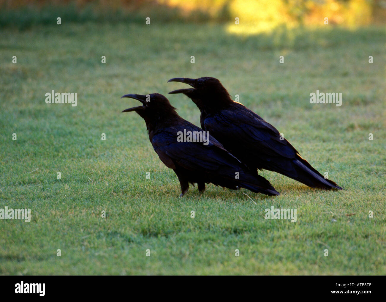 Death Valley National Park - California/Nevada USA Crows panting in the ...