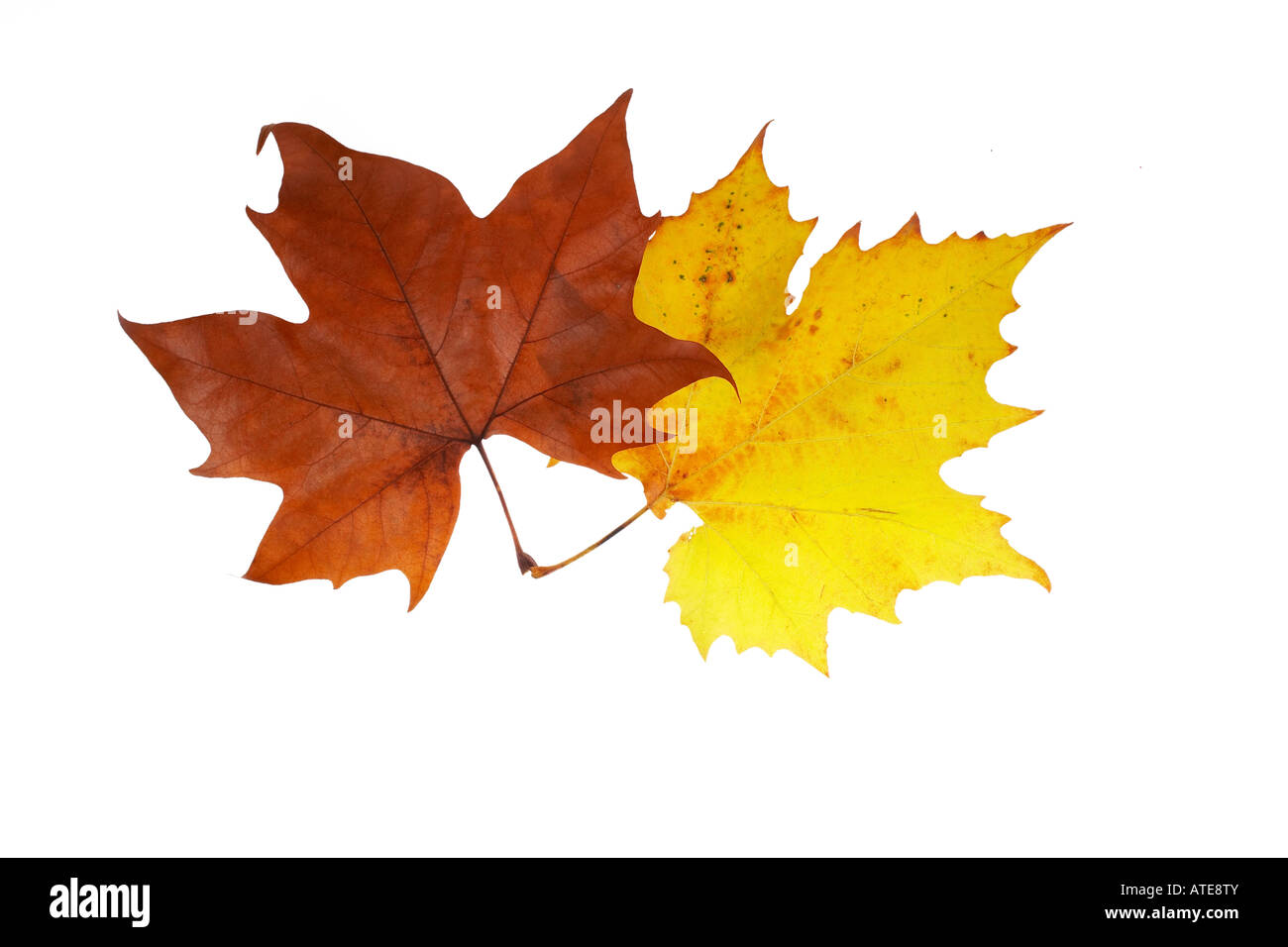 Two maple leaves isolated on white background Stock Photo - Alamy