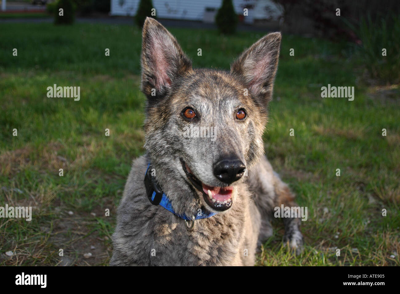 Pet dog with ears perked up Stock Photo - Alamy
