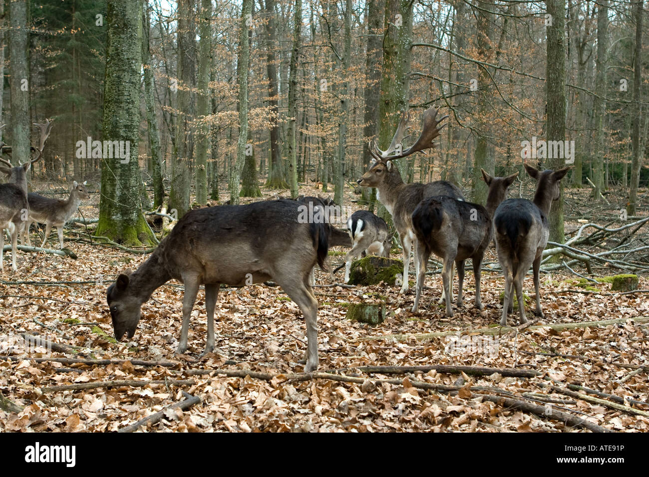 Female fallow deer in Germany Stock Photo - Alamy
