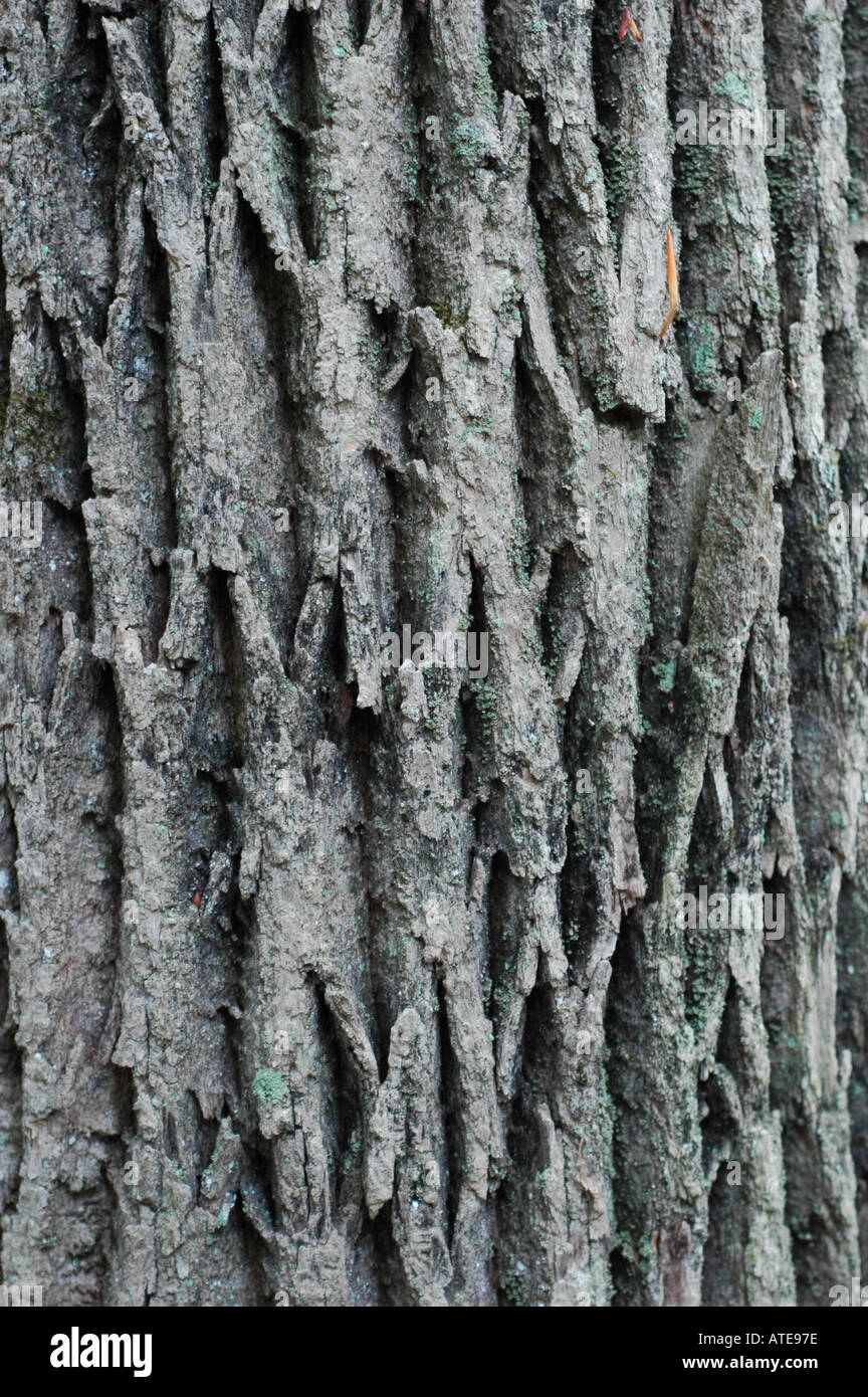 tree bark background pattern Stock Photo - Alamy