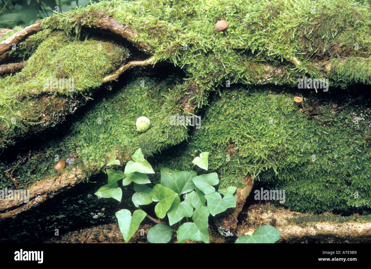 Moss and ivy growing on an old tree root Stock Photo - Alamy