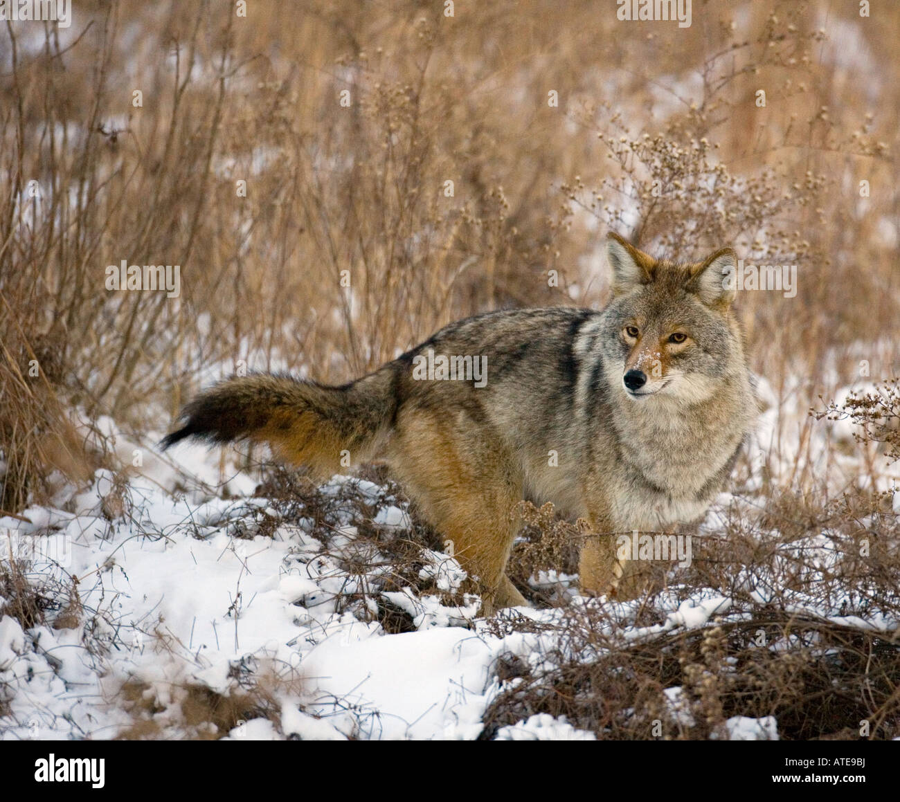 Coyote pouncing hi-res stock photography and images - Alamy