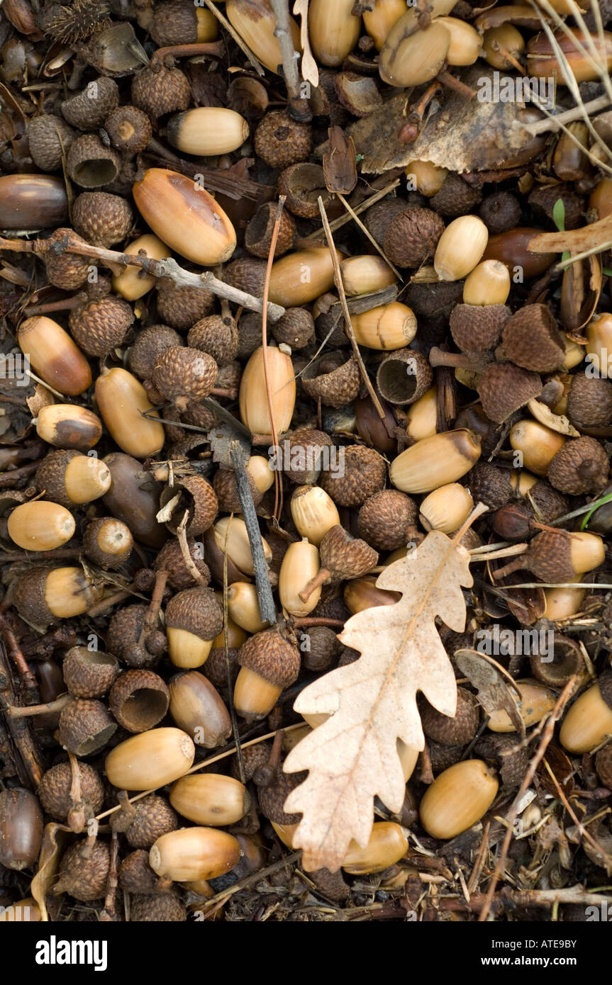 Fallen acorns hi-res stock photography and images - Alamy