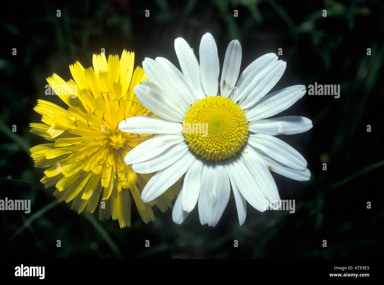 An interlocking daisy and dandelion flower Stock Photo - Alamy