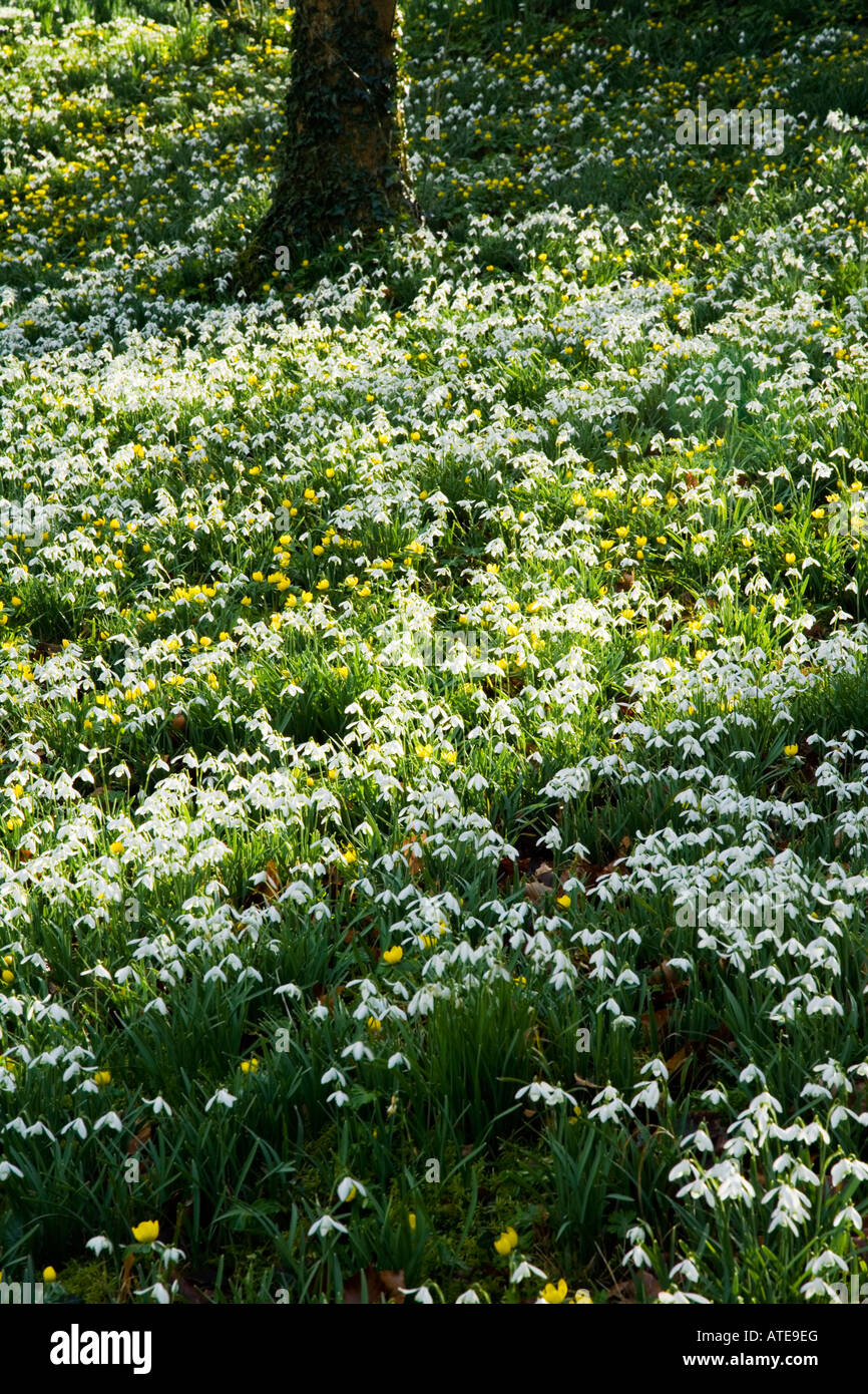 Snowdrops (Galanthus nivalis) and winter Aconites (Eranthis hyemalis ...