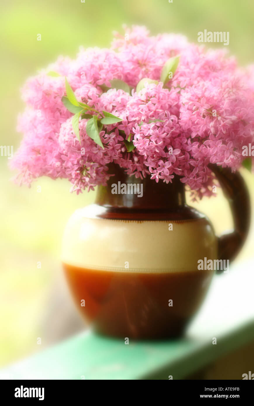 old ceramic pitcher full of Lilac blooms Stock Photo - Alamy
