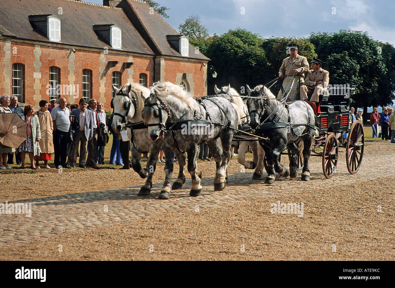 One percheron hi-res stock photography and images - Alamy