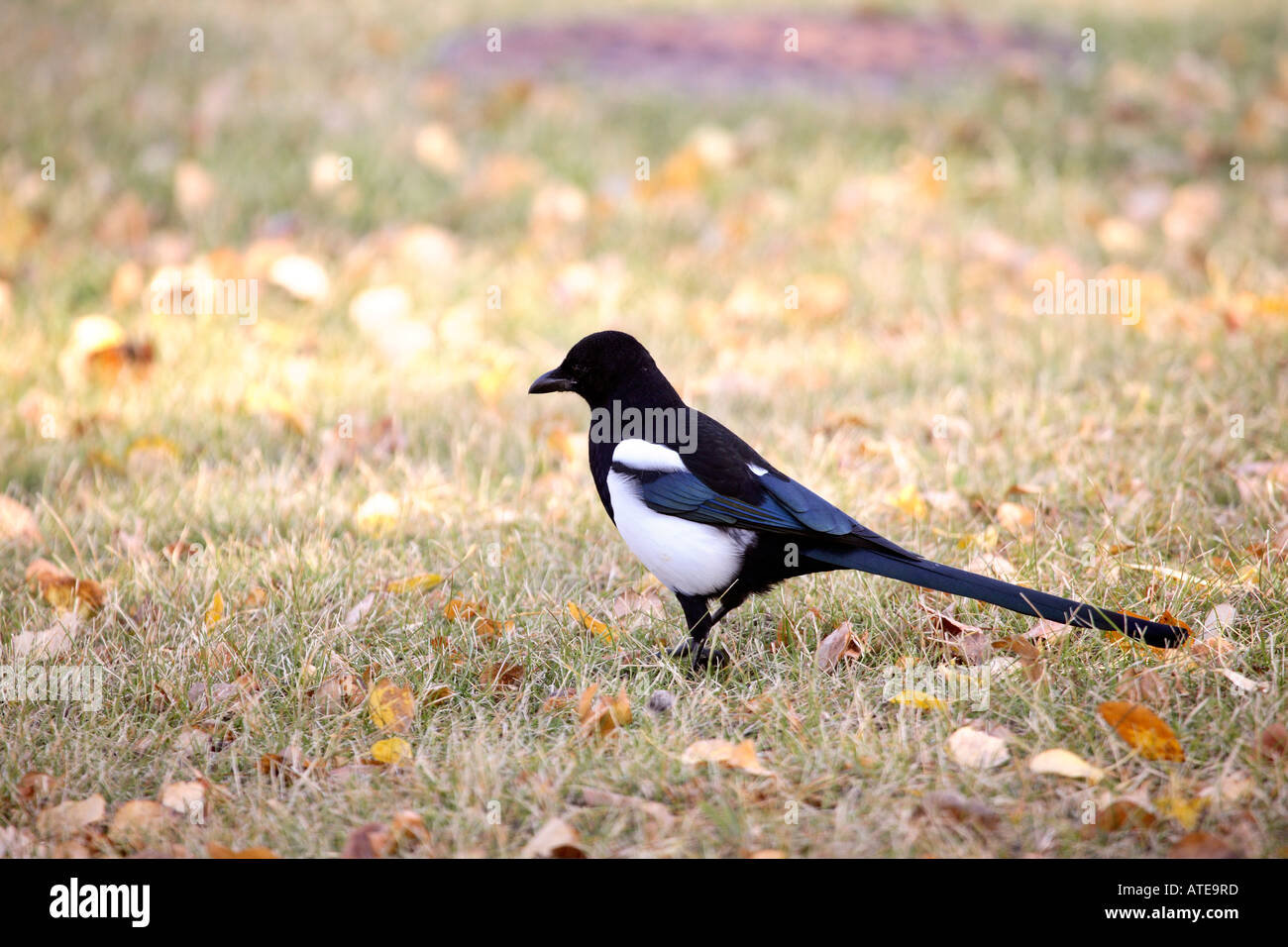 Black-billed Magpie on lawn in Alberta Canada Stock Photo - Alamy