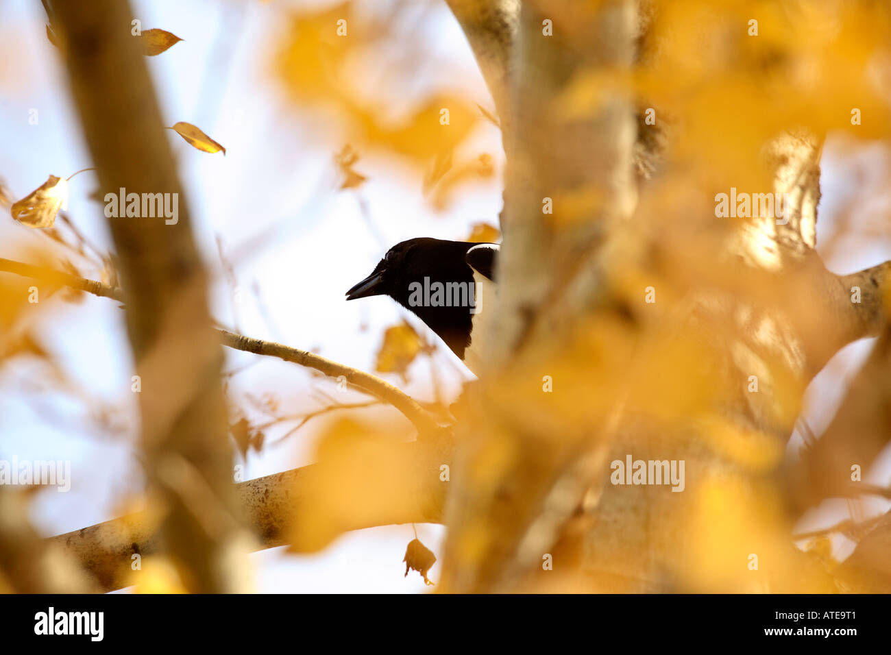 Black-billed Magpie in a tree in Alberta Canada Stock Photo - Alamy