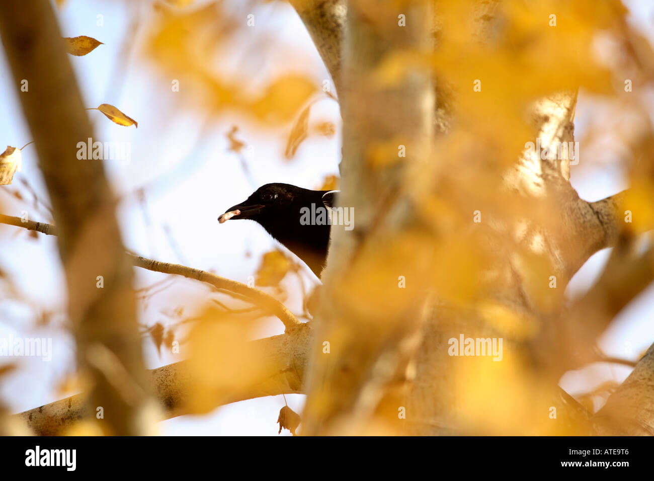 Black-billed Magpie in a tree in Alberta Canada Stock Photo - Alamy