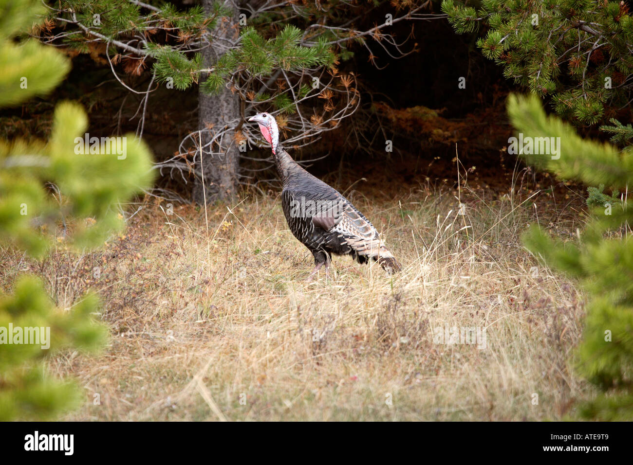 A Wild Turkey in Cypress Hills Provincial Park Stock Photo - Alamy