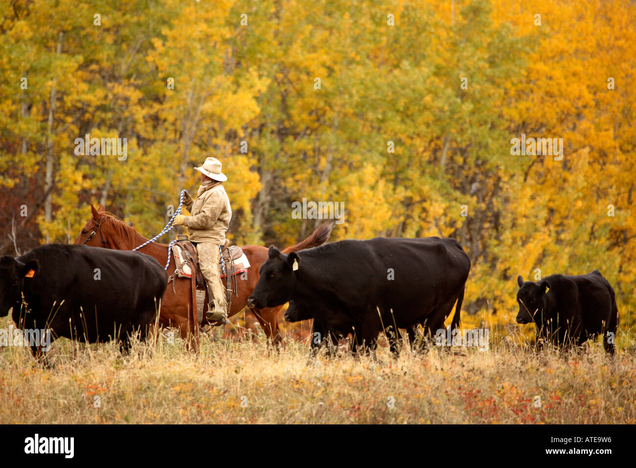 Cowboy driving cattle along a road in Cypress Hills Provincial Park ...