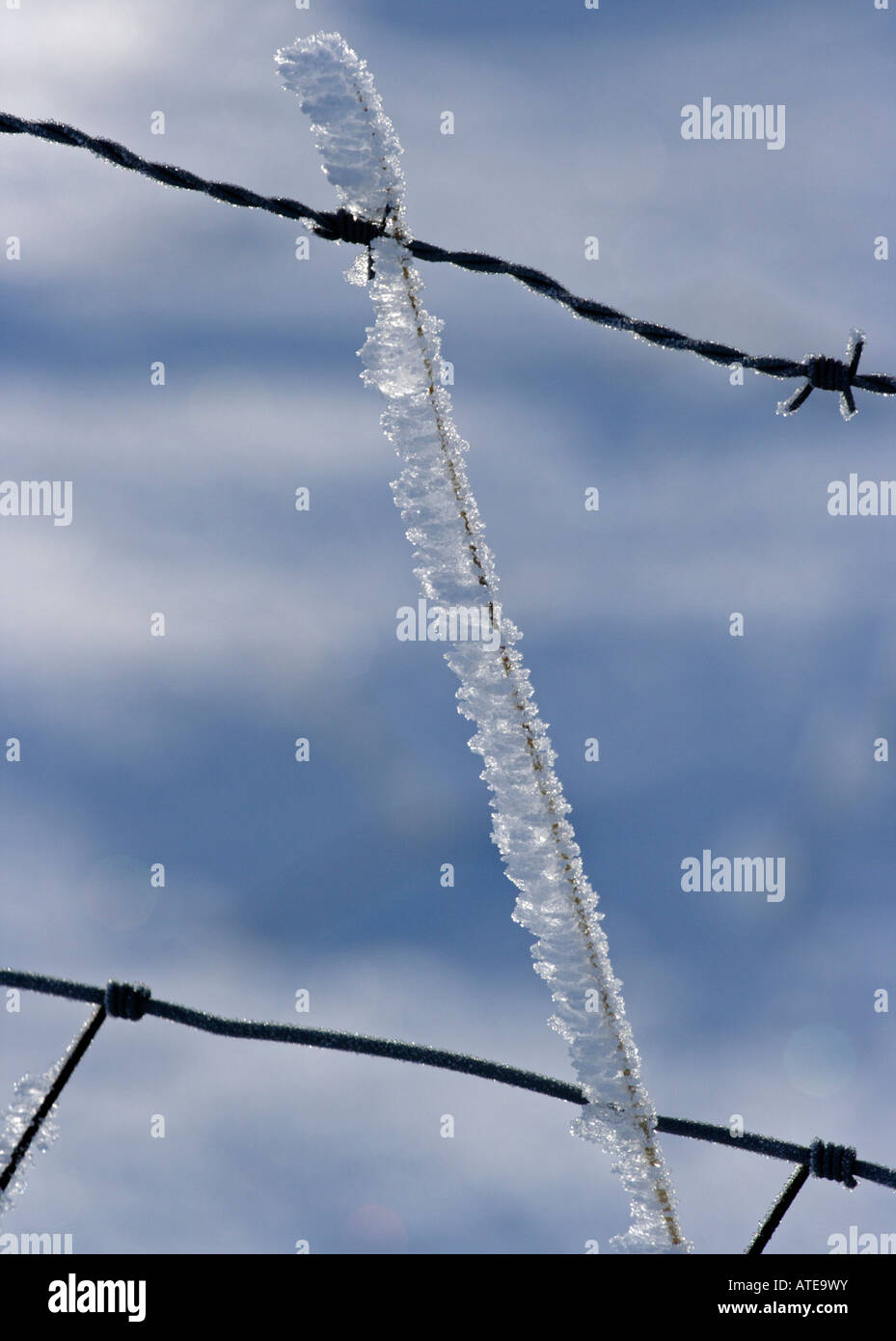 Ice crystals on barbed wire Stock Photo - Alamy