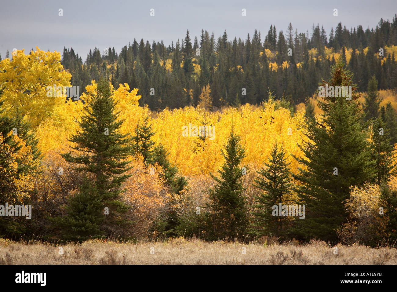 Autumn colors in Cypress Hills Provincial Park Stock Photo - Alamy
