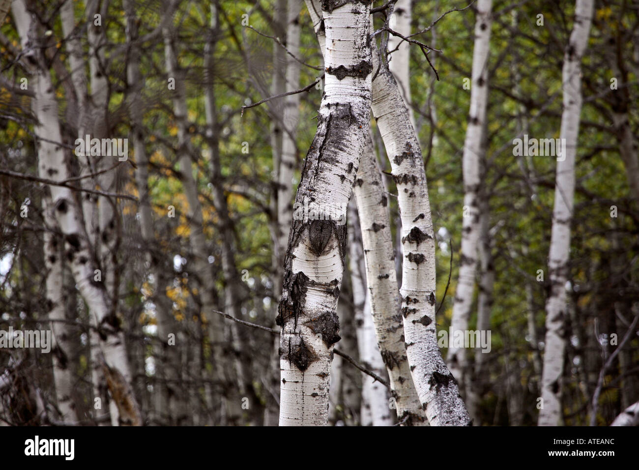 Poplar tree trunks in Cypress Hills Provincial Park Stock Photo - Alamy