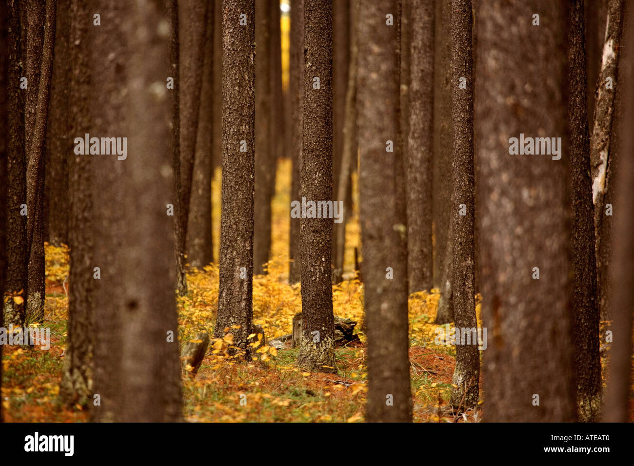 Trunks of Lodgepole Pine in Cypress Hills Provincial Park Stock Photo ...