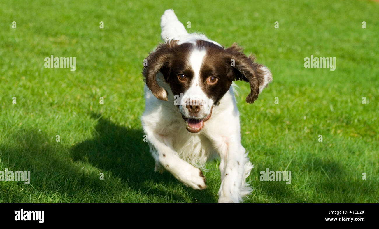 English Springer Spaniel, brown and liver, brown and white, canine, Gun ...