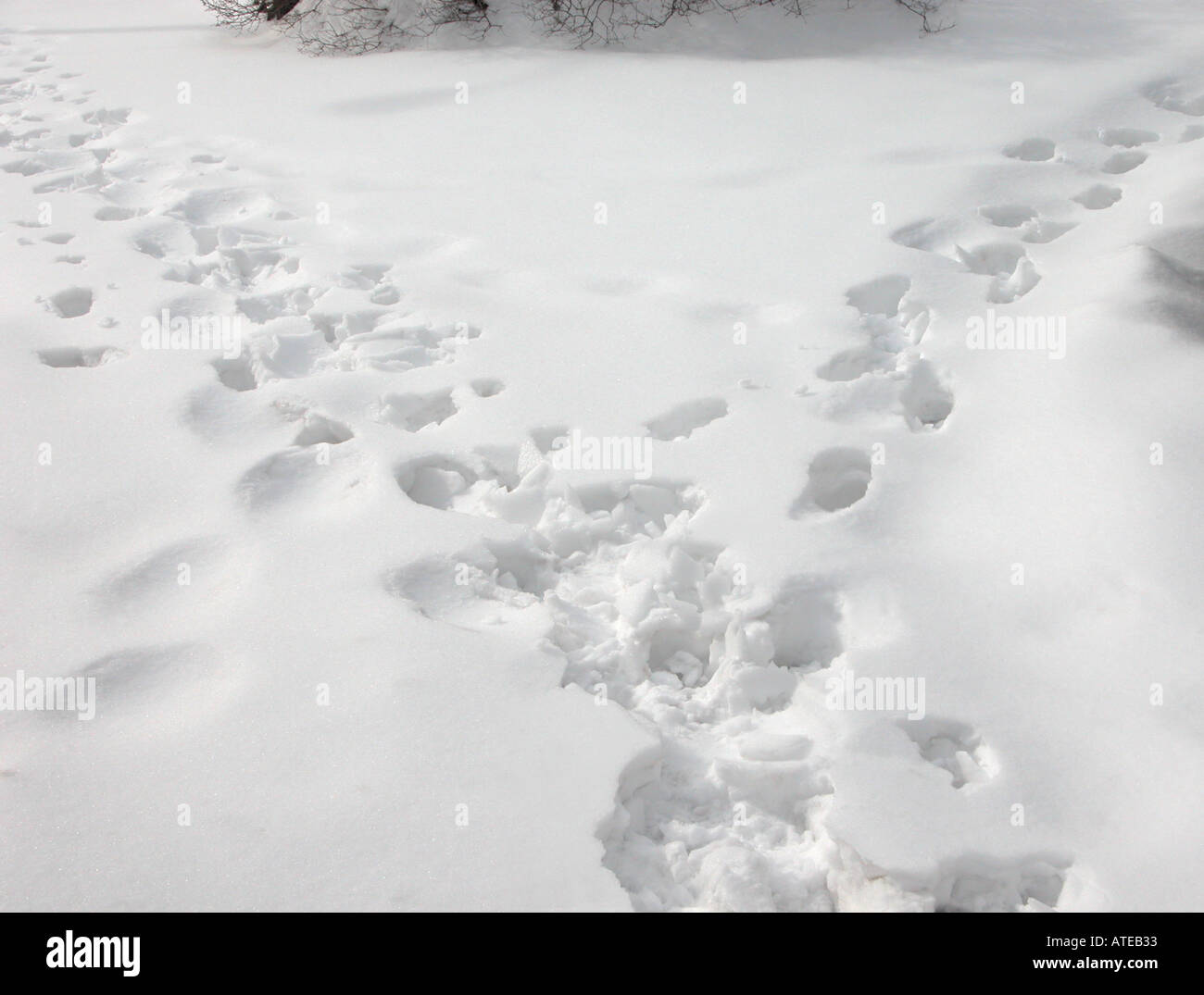 Snow footprints directions hi-res stock photography and images - Alamy
