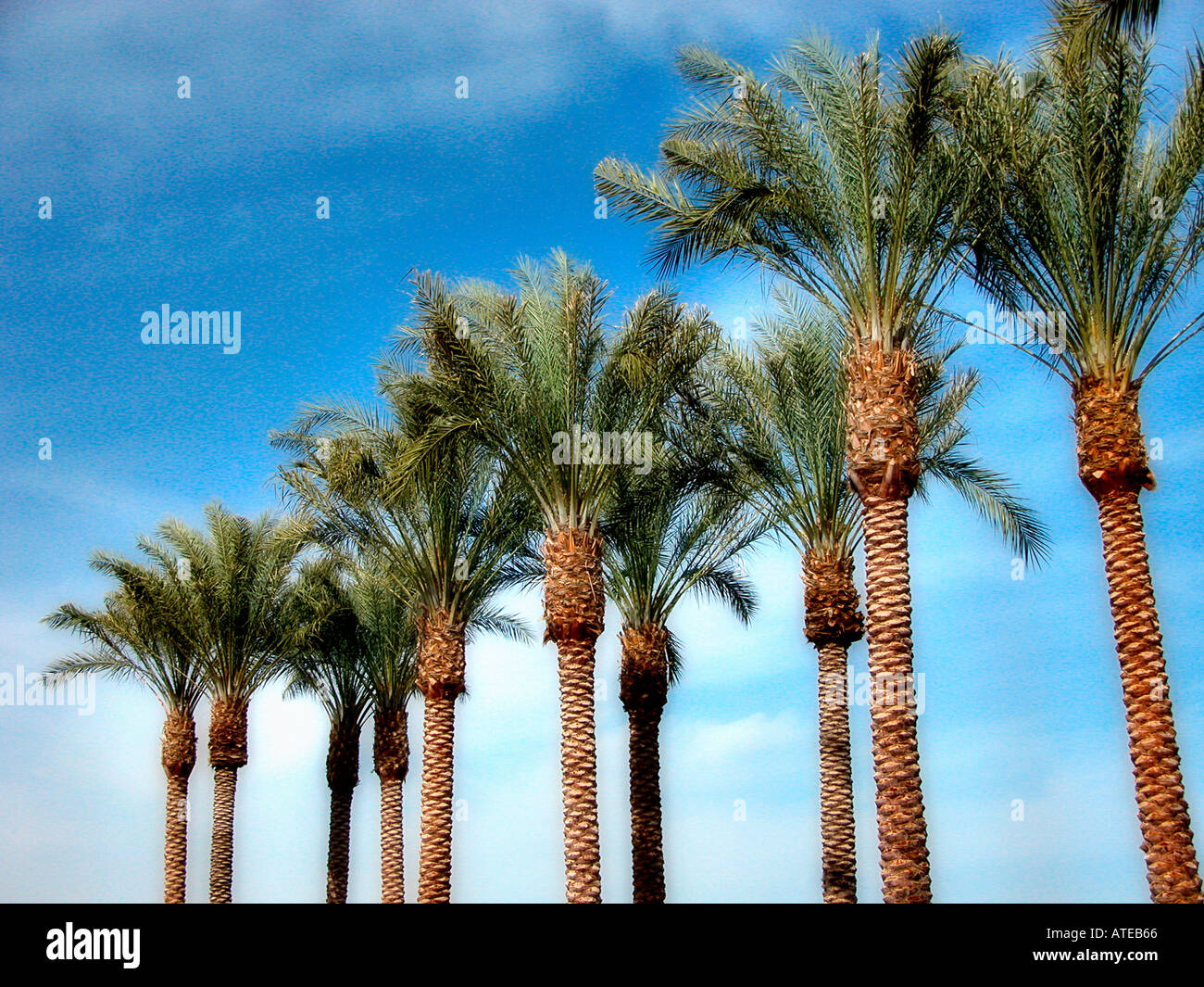 Several tall palm trees hi-res stock photography and images - Alamy