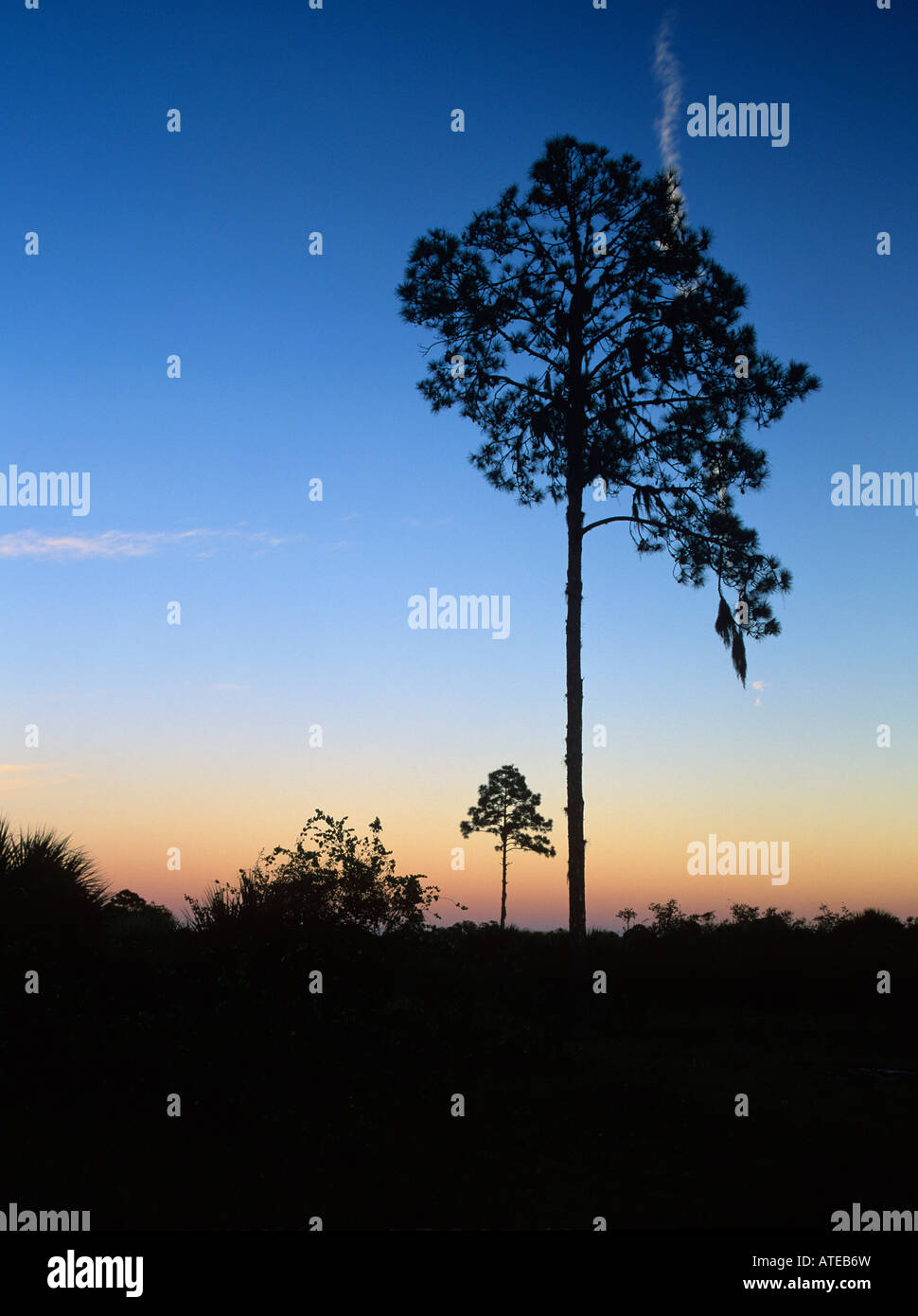 Pine trees at sunset Oscar Scherer State Park Florida December 1998 ...