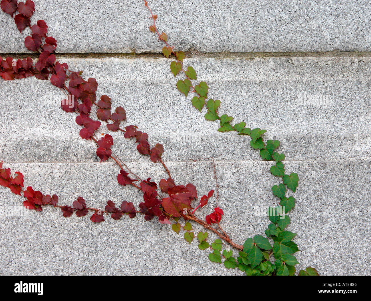 Sprawling vines hi-res stock photography and images - Alamy