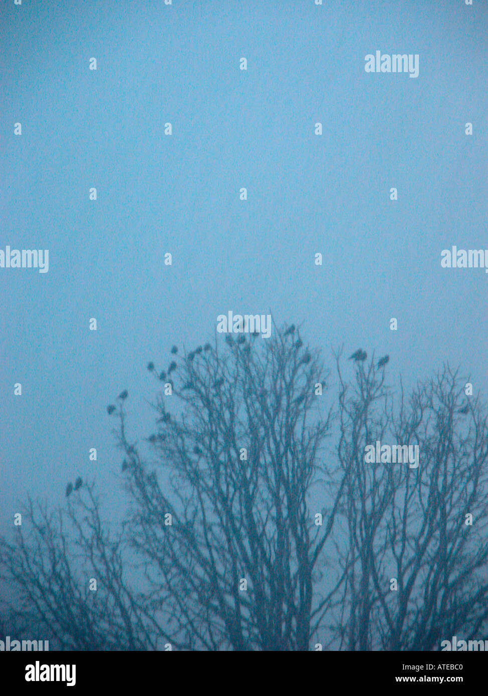 Crows on tree hi-res stock photography and images - Alamy