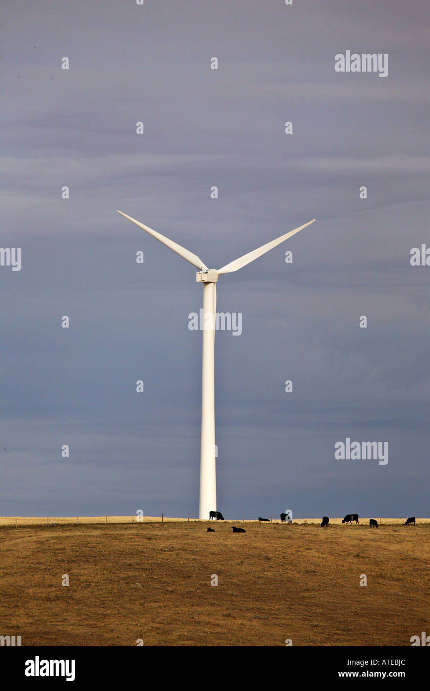Cattle grazing near windmill electricity generator Stock Photo - Alamy