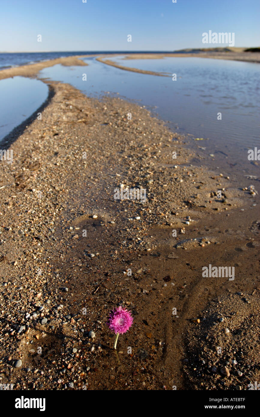 Bull thistle in fall hi-res stock photography and images - Alamy