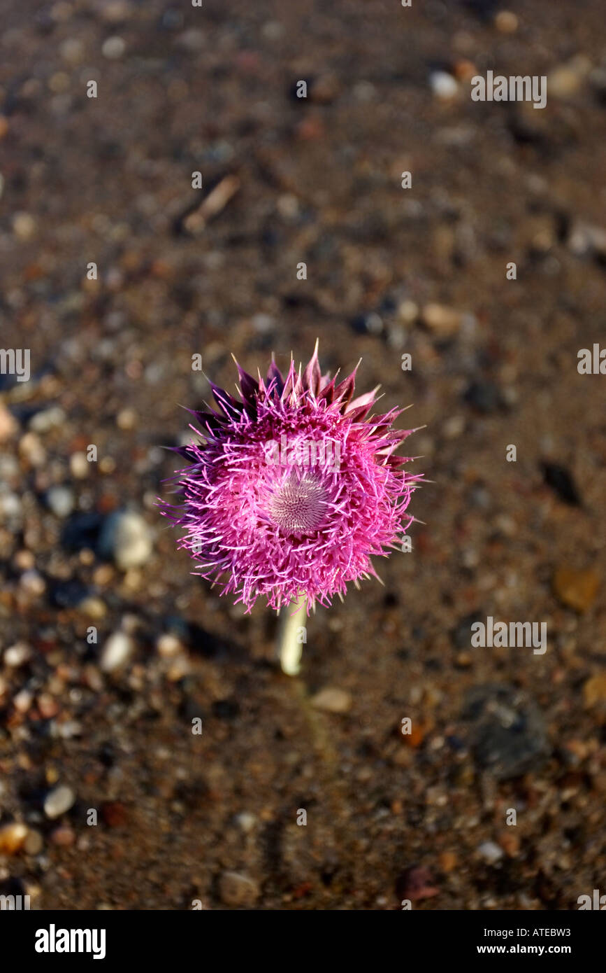 Bull Thistle flower stuck in sand Stock Photo - Alamy