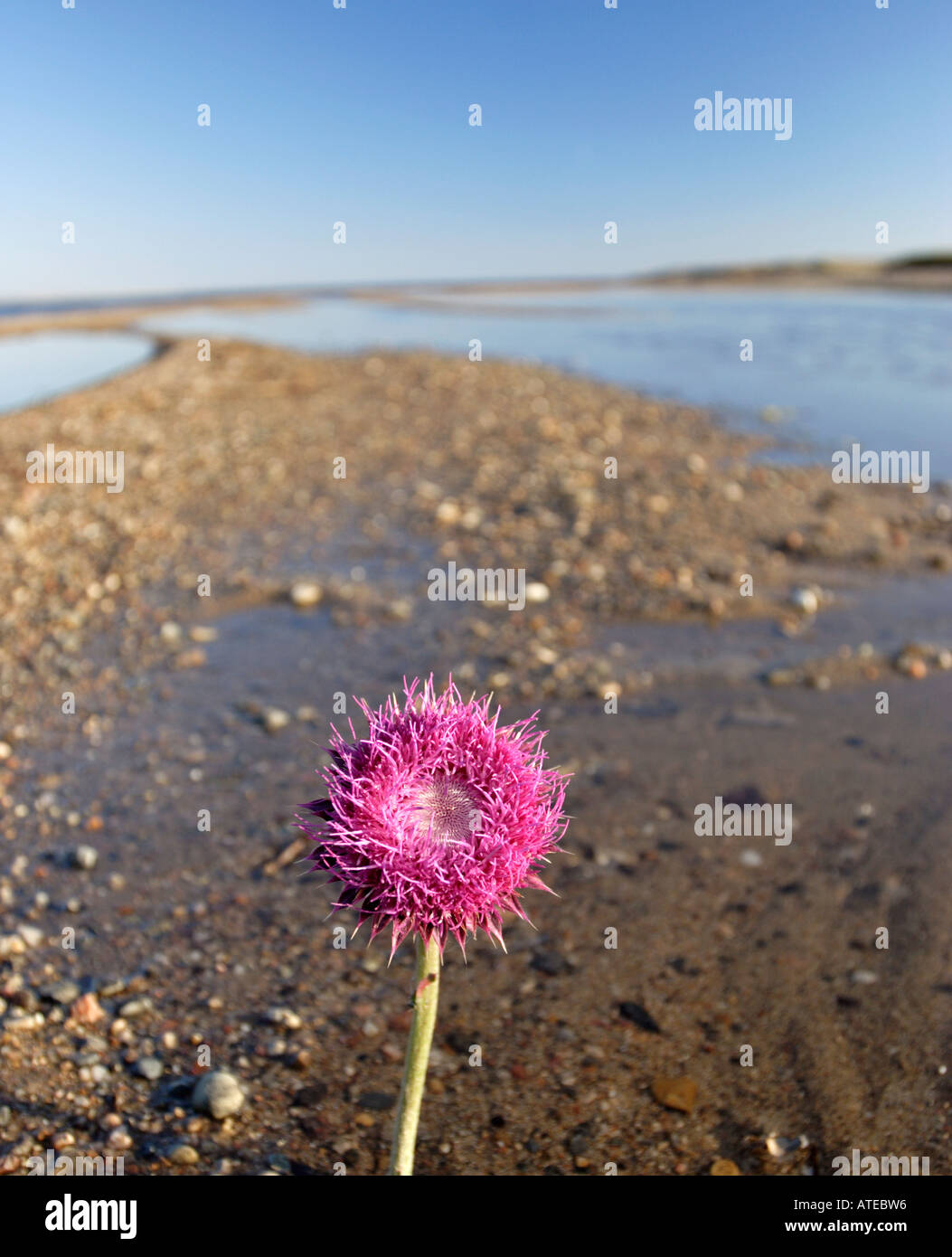 Bull thistle in fall hi-res stock photography and images - Alamy
