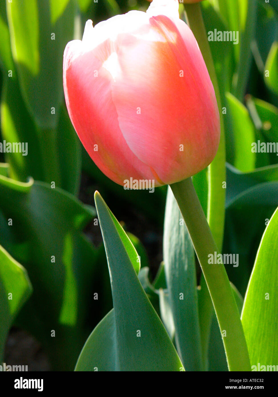 Subtle patterns of red flowers hi-res stock photography and images - Alamy