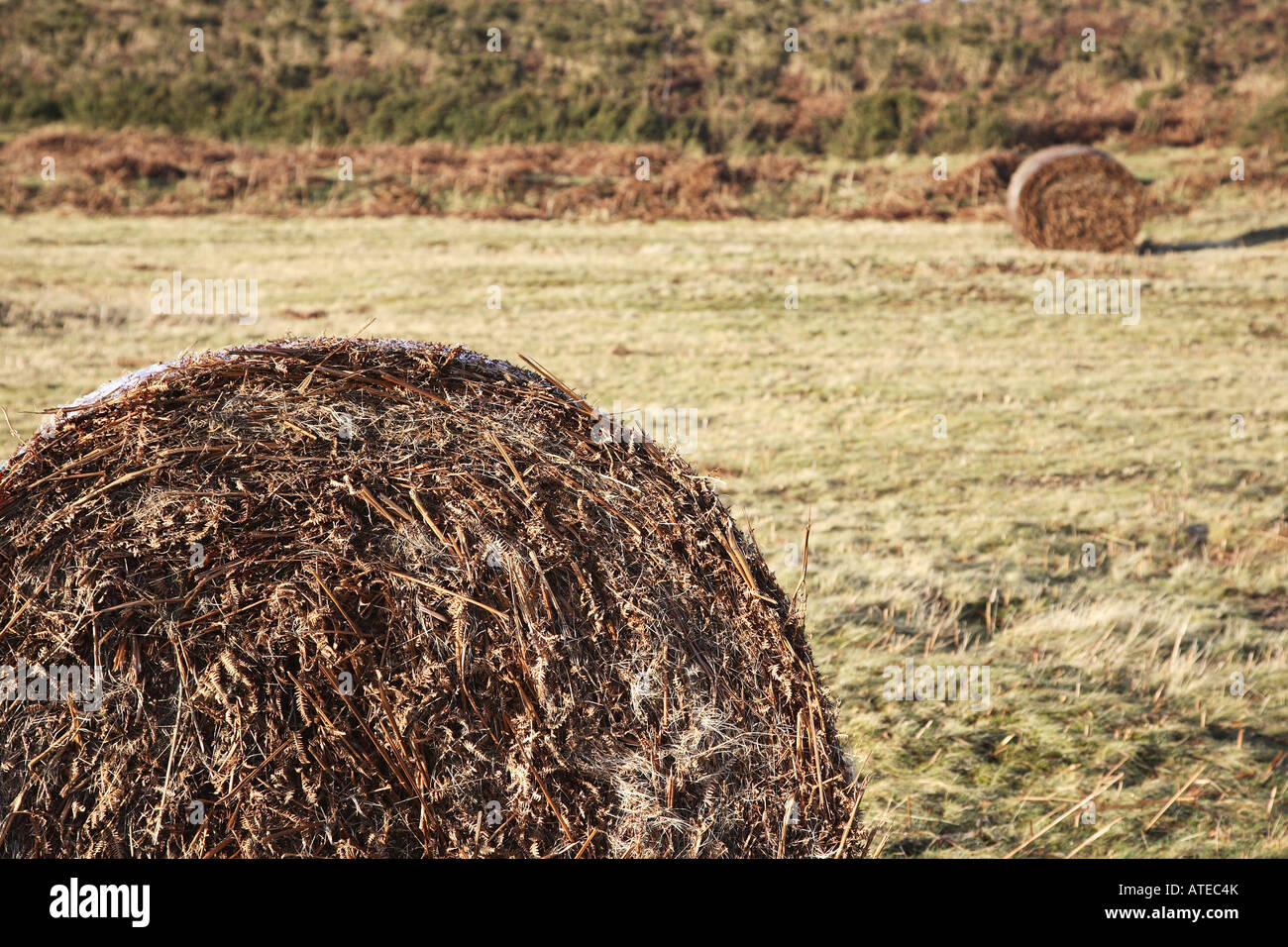 Bracken bale hi-res stock photography and images - Alamy
