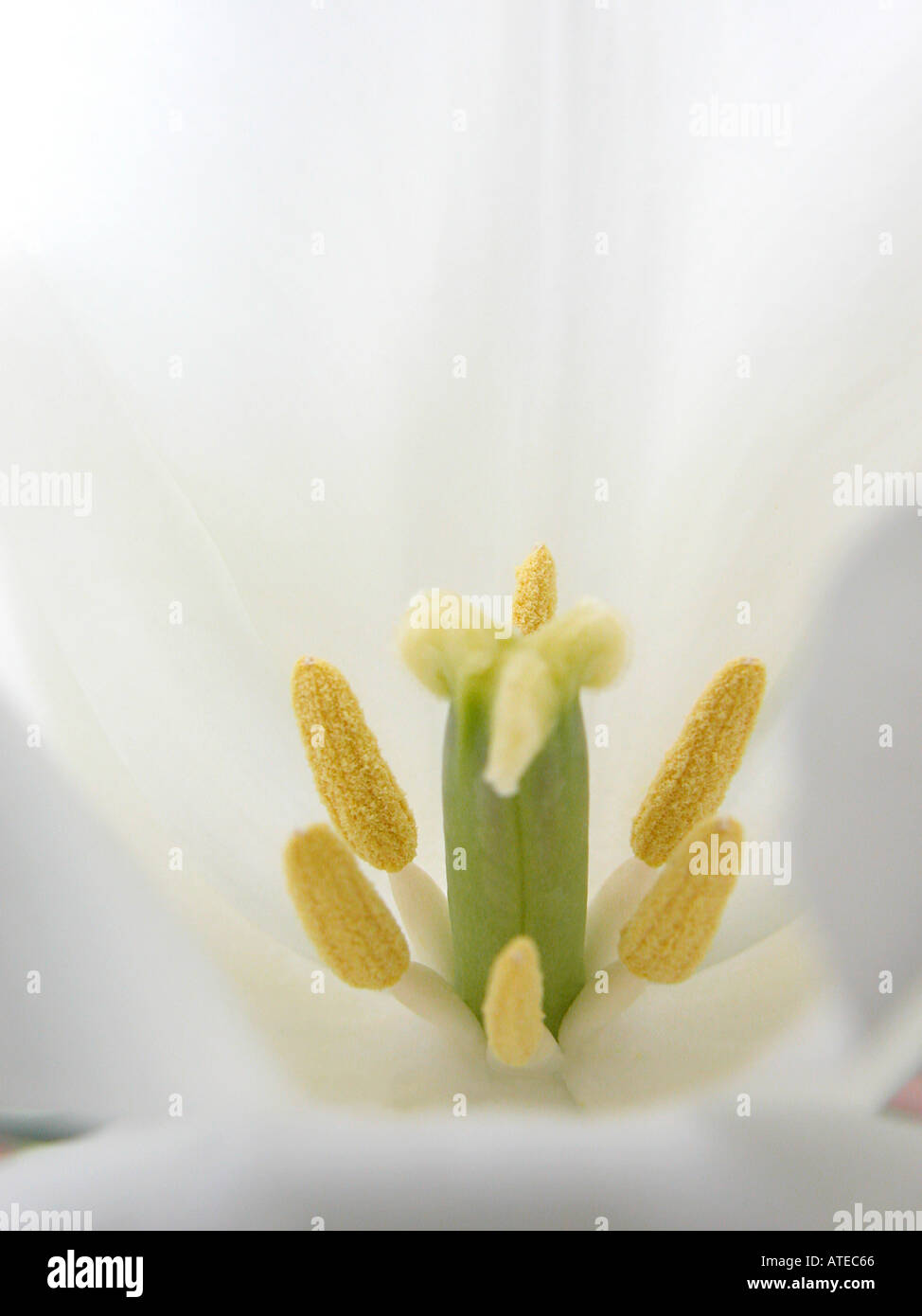 Tulip shapes hi-res stock photography and images - Alamy