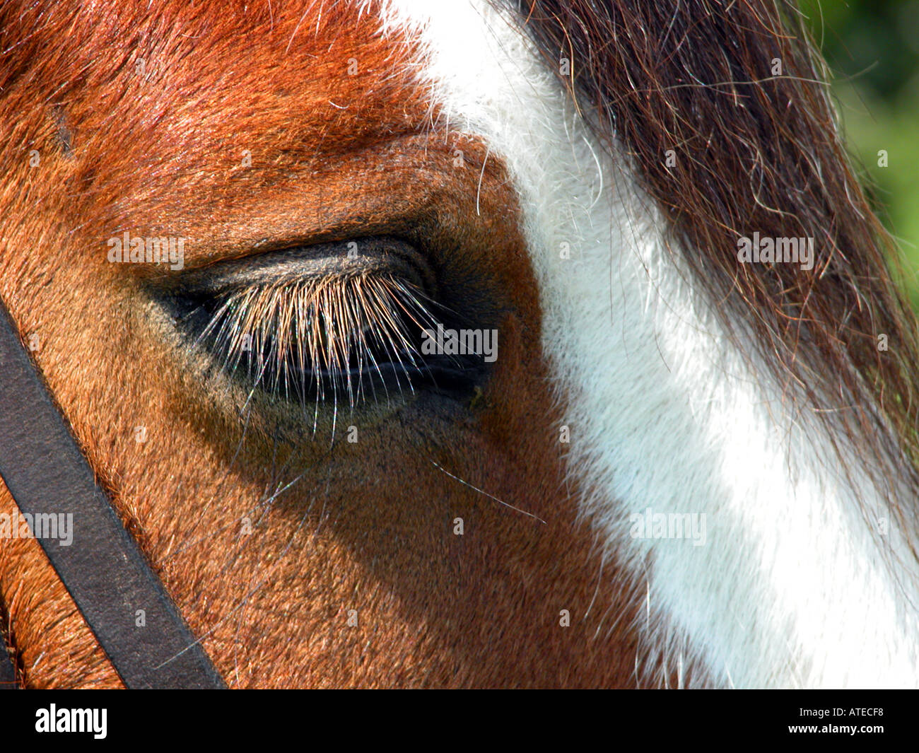 Shire horse head hi-res stock photography and images - Alamy
