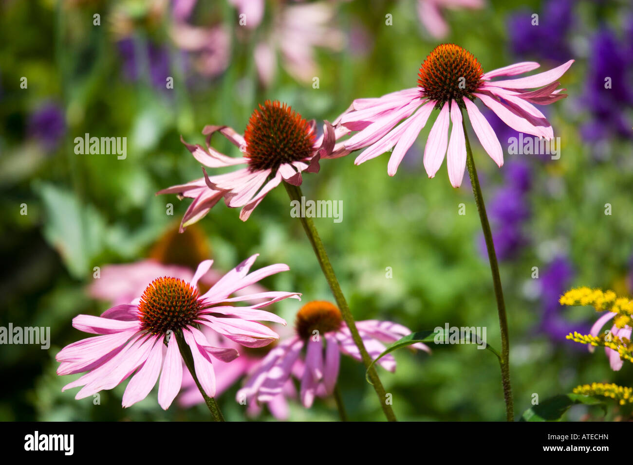 August flower border hi-res stock photography and images - Alamy