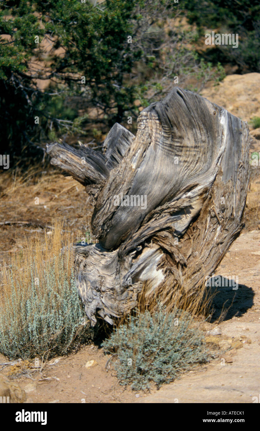 Canyon de Chelly - The Four Corners - Arizona - USA Tree stump Stock ...