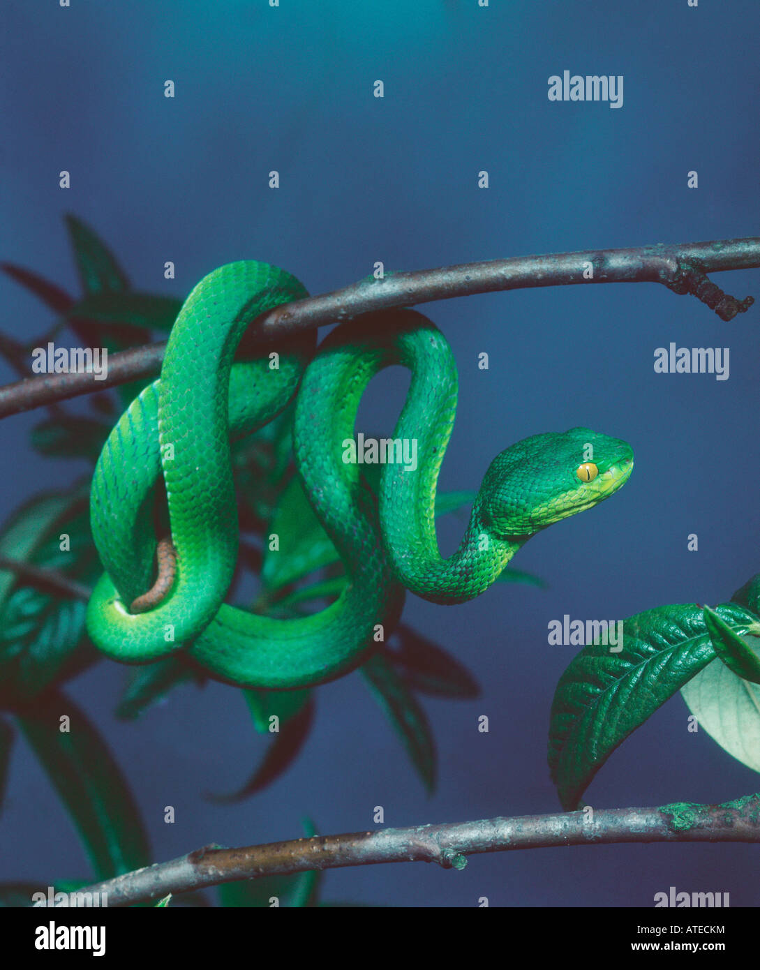 White lipped tree viper trimeresurus albolabris hi-res stock ...