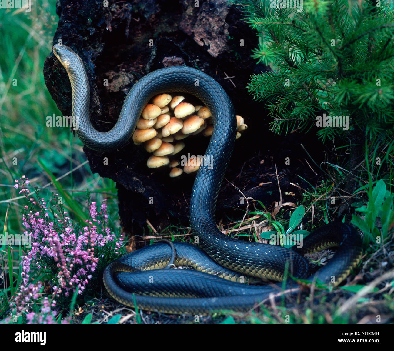 Elaphe longissima aesculapian snake hi-res stock photography and images ...