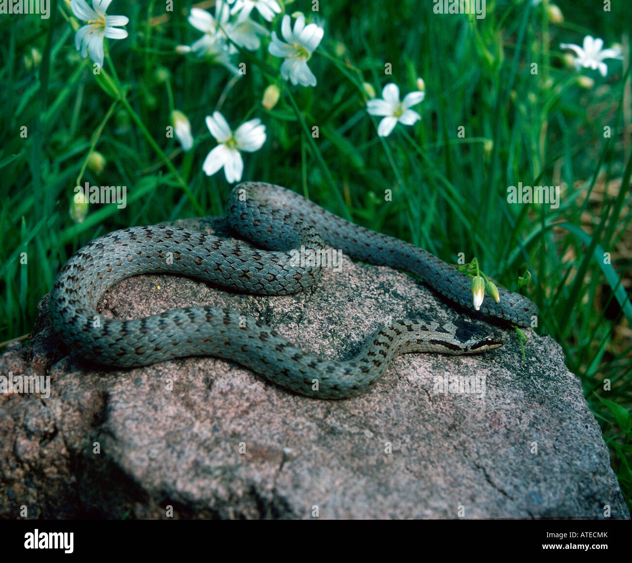 The smooth snake hi-res stock photography and images - Alamy