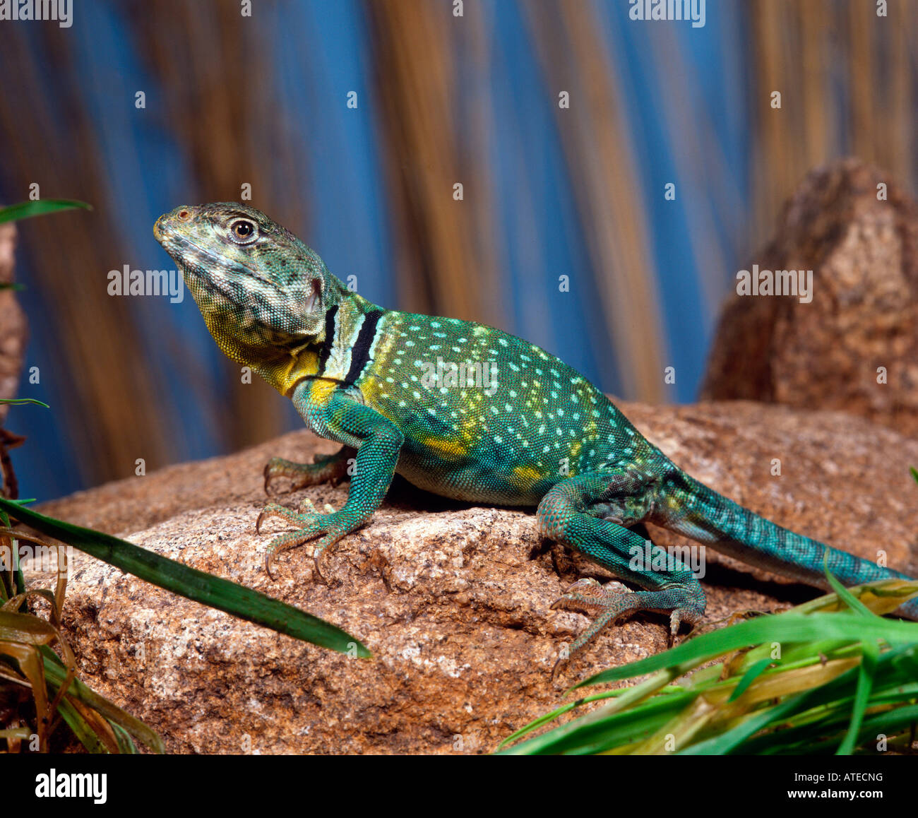 Collared lizard north america hi-res stock photography and images - Alamy