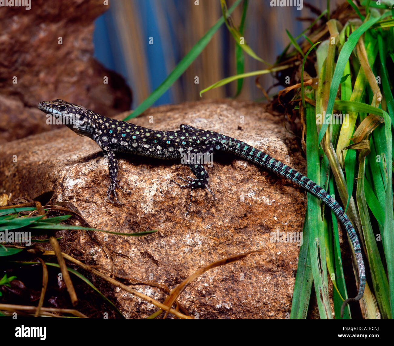 Tyrrhenian Wall Lizard Stock Photo - Alamy