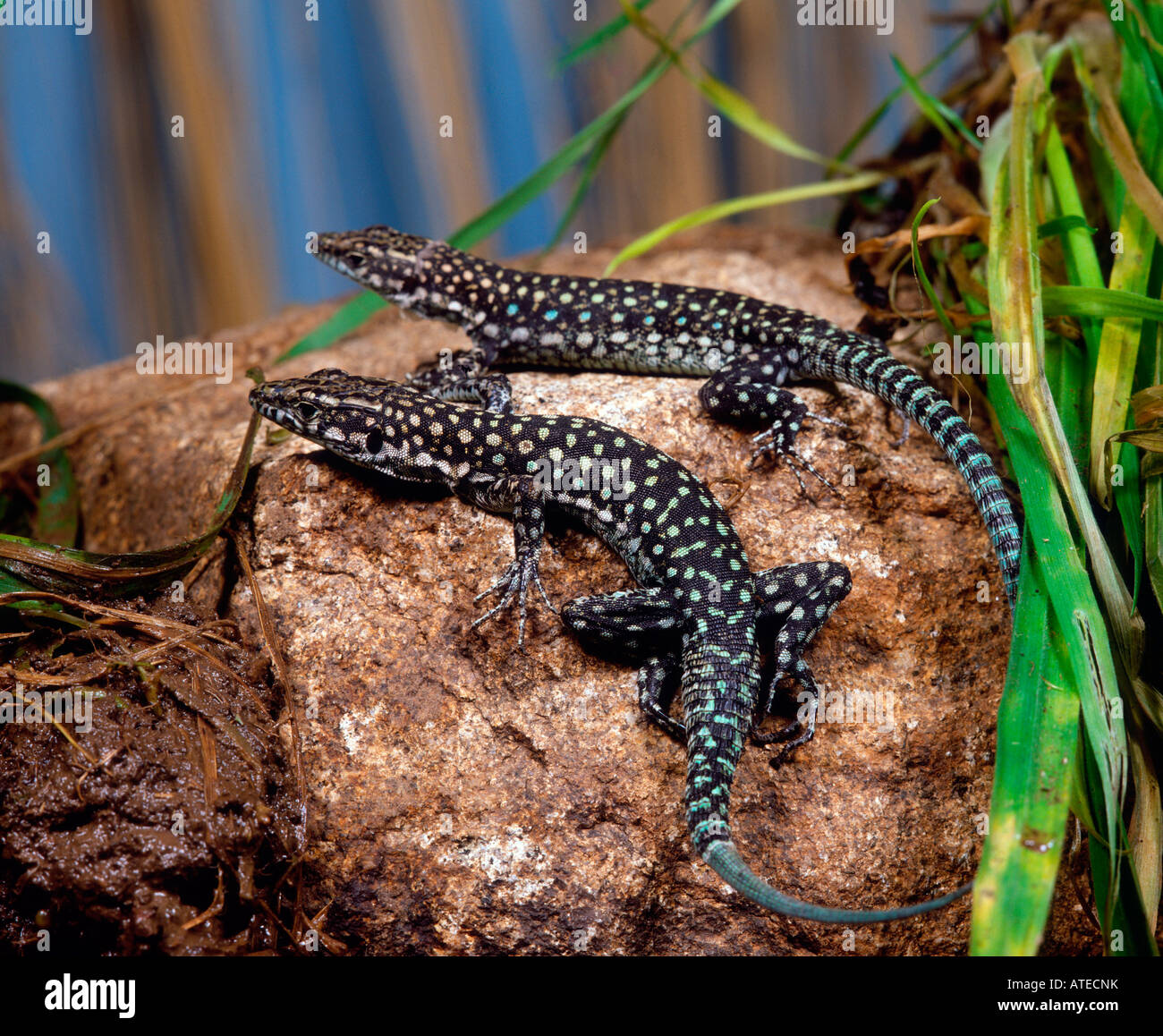 Tyrrhenian Wall Lizard Stock Photo - Alamy