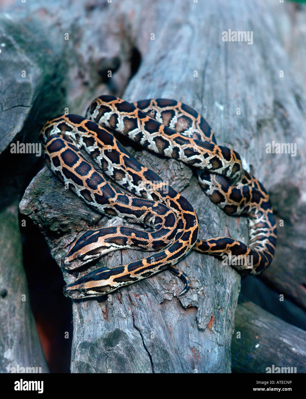 Indian pythons python molurus hi-res stock photography and images - Alamy