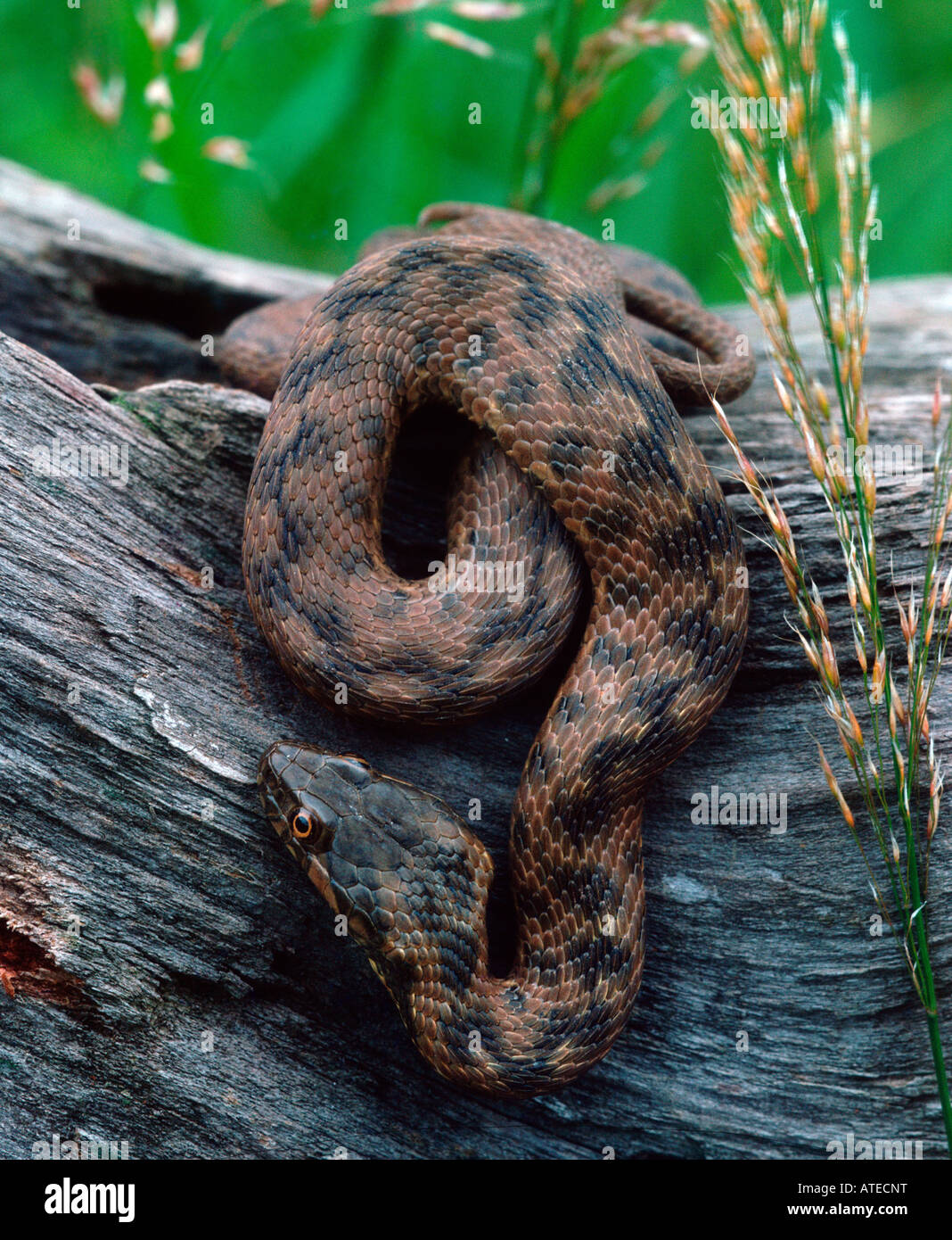 Viperine Grass Snake Stock Photo - Alamy